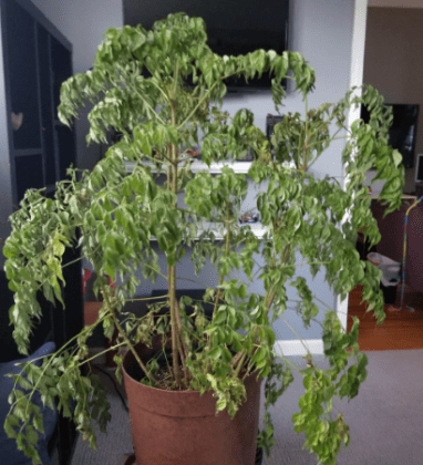 Caring for Your China Doll Plant: A Detailed Guide