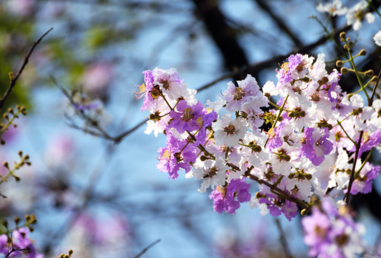 Ornamental Peach Trees: Growing the Stunning ‘Tequila Sunrise’