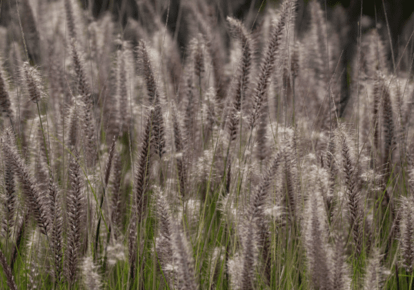 Sandbur Weed: Identification and Control Methods