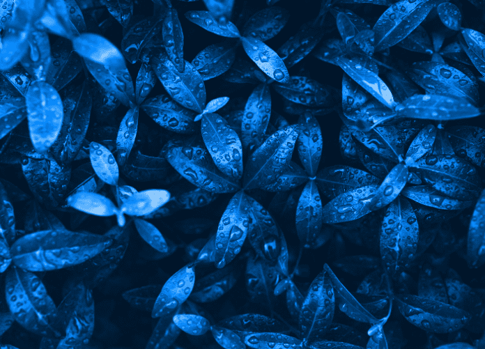 The Enigmatic Beauty of Blue Leaves Plants