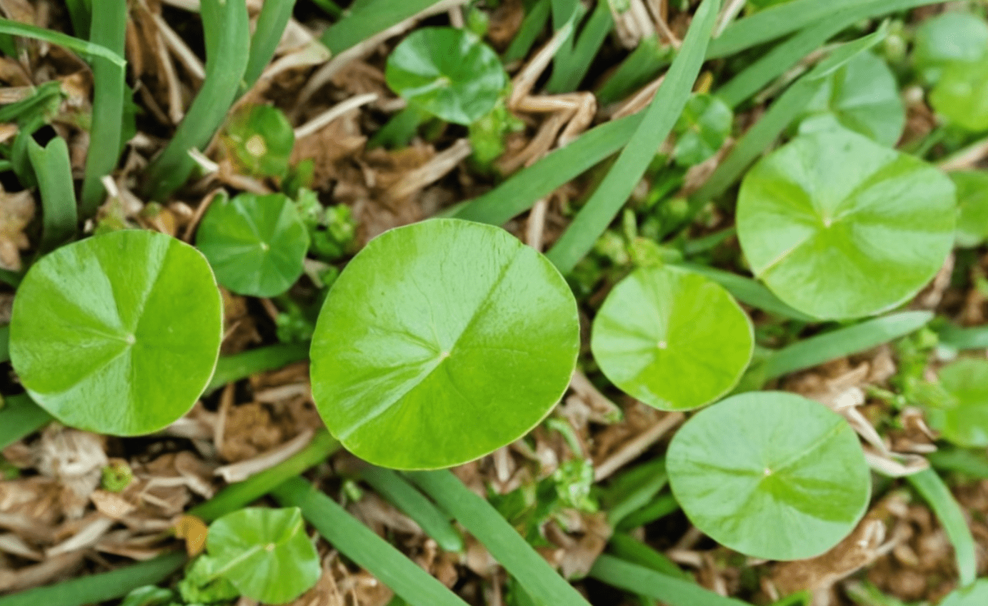 How to Get Rid of Dollar weed Naturally: A Friendly Guide for Beginners ...