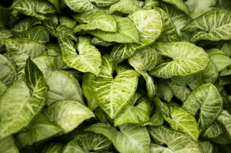 How to Propagate Arrowhead Plant