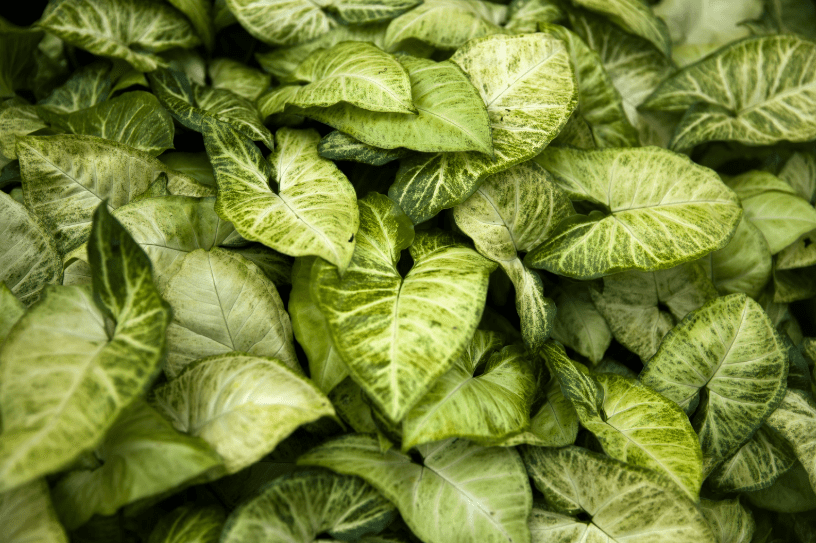 How to Propagate Arrowhead Plant