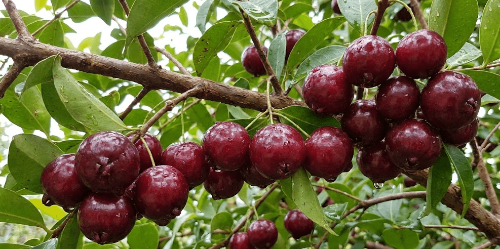 Brazilian Cherry Tree (Surinam Cherry): Grow, Care & Harvest Guide